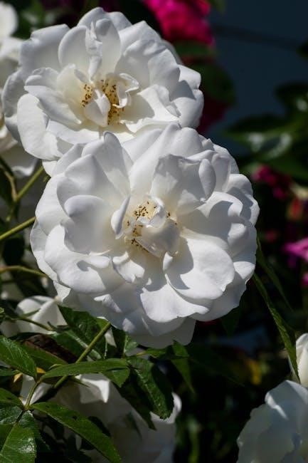 Download Free PDF Templates | Lorem Ipsum Examples